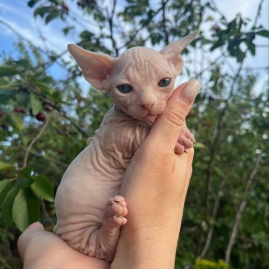 Котик бамбино,с документами