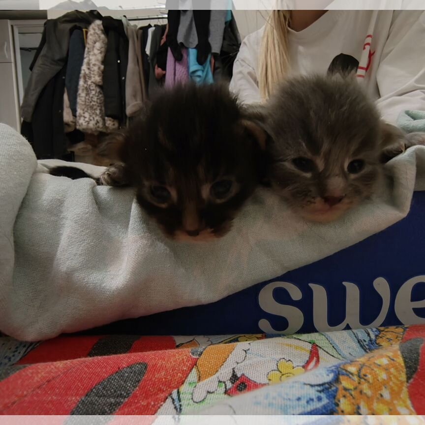 Мейн-кун котёнок