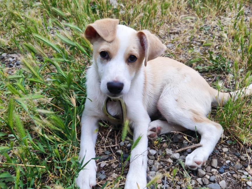 Щенок. Зм. Кмв Ищем добрые ручки. Все регионы