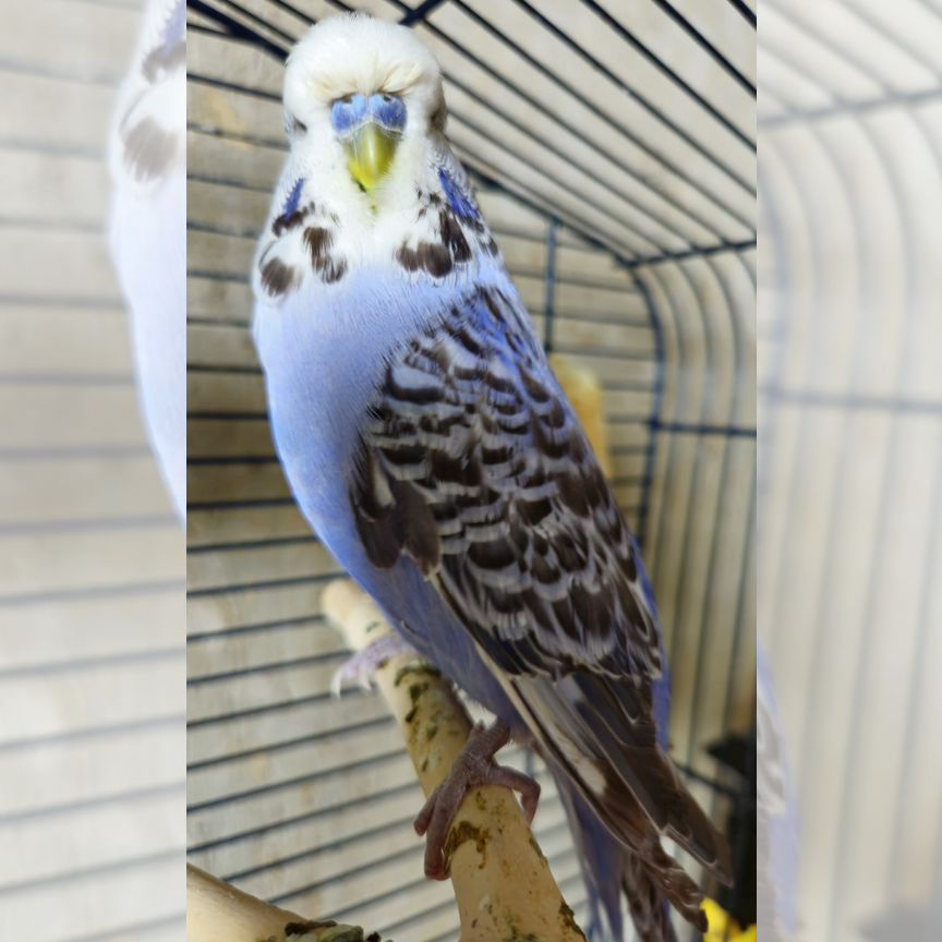 Попугай волнистый чех