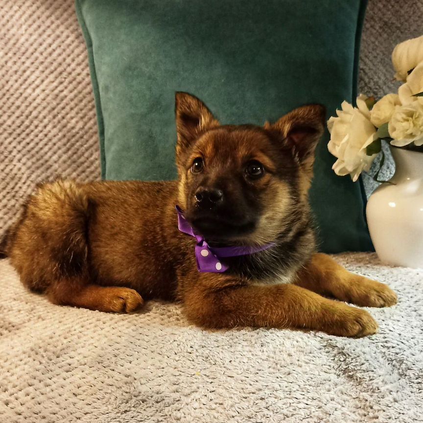 Щенули ищут самых лучших родителей