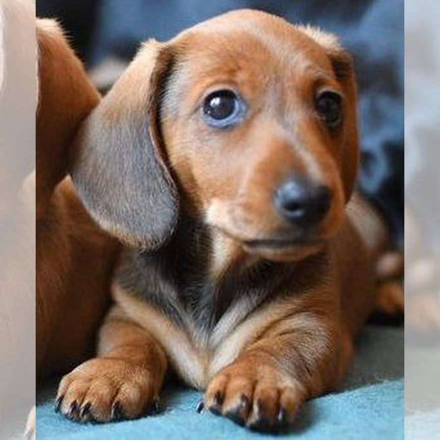 Такса, щенок