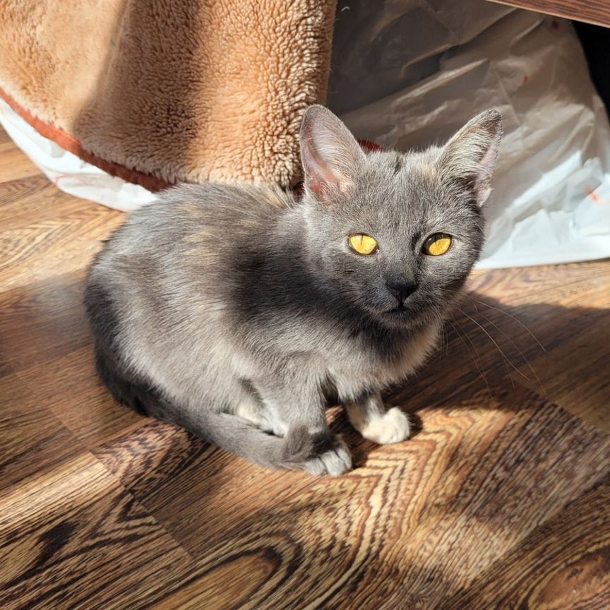 Котенок 2.5 месяца девочка