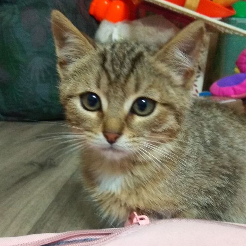 Котята тигровые