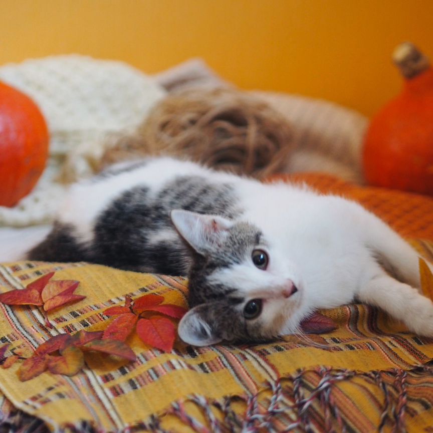 Котёнок в добрые руки