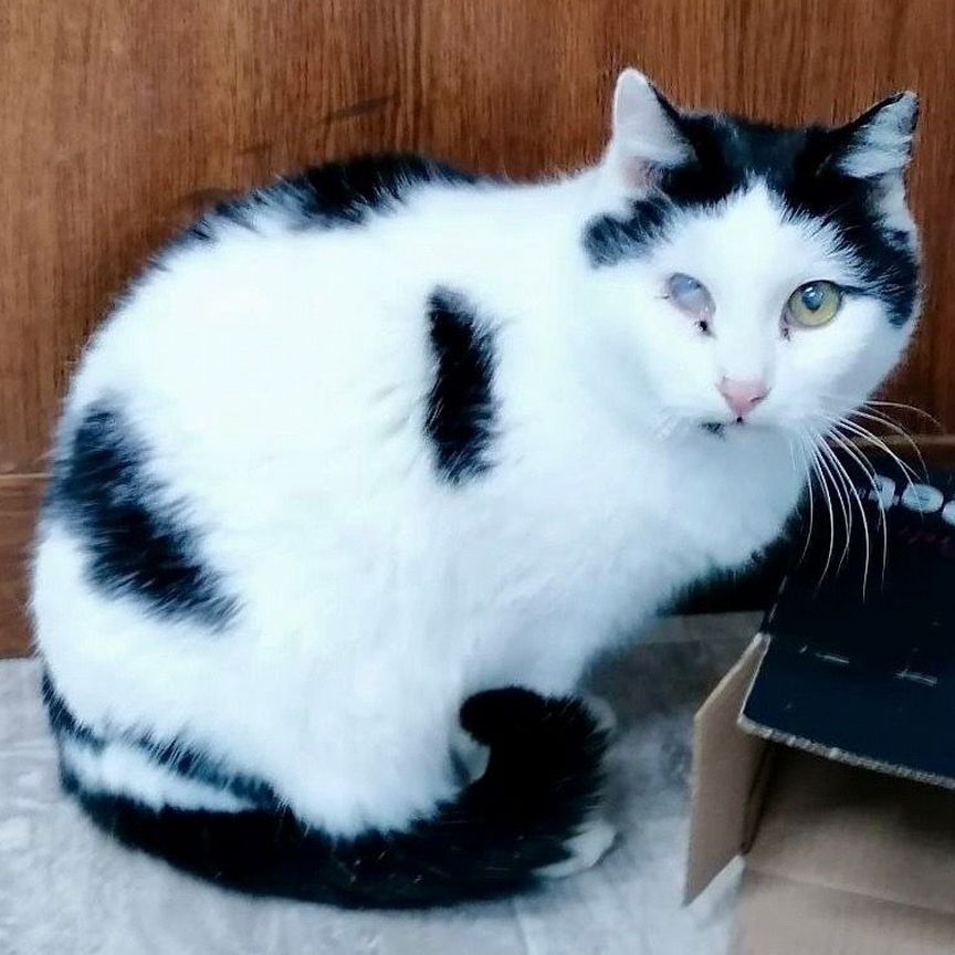 Взрослая кошка от частного владельца