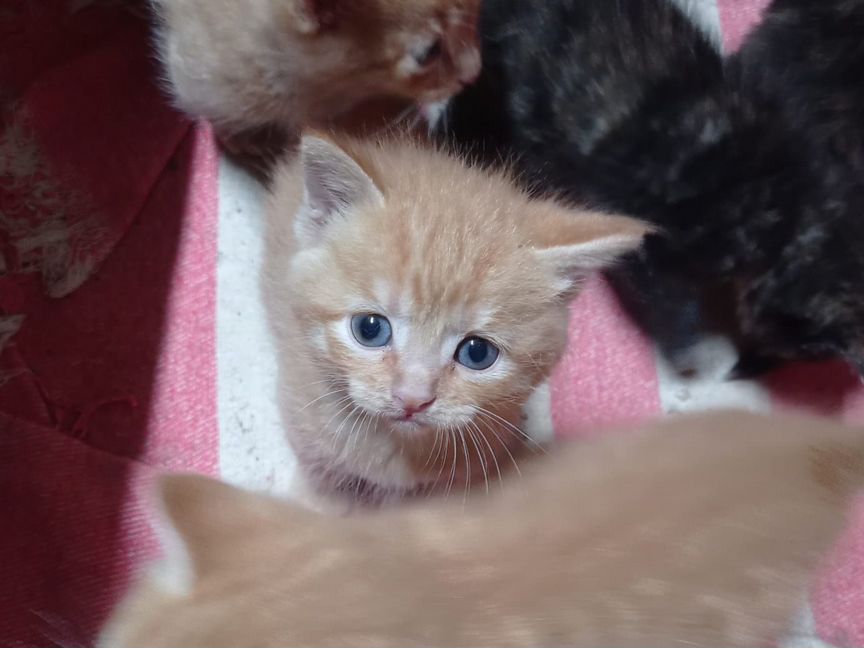 Котята в добрые руки