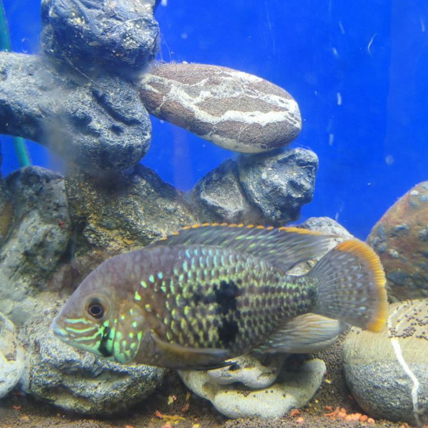 Акара бирюзовая, Green Terror