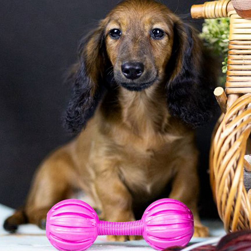 Такса длинношерстная, миник - девочка