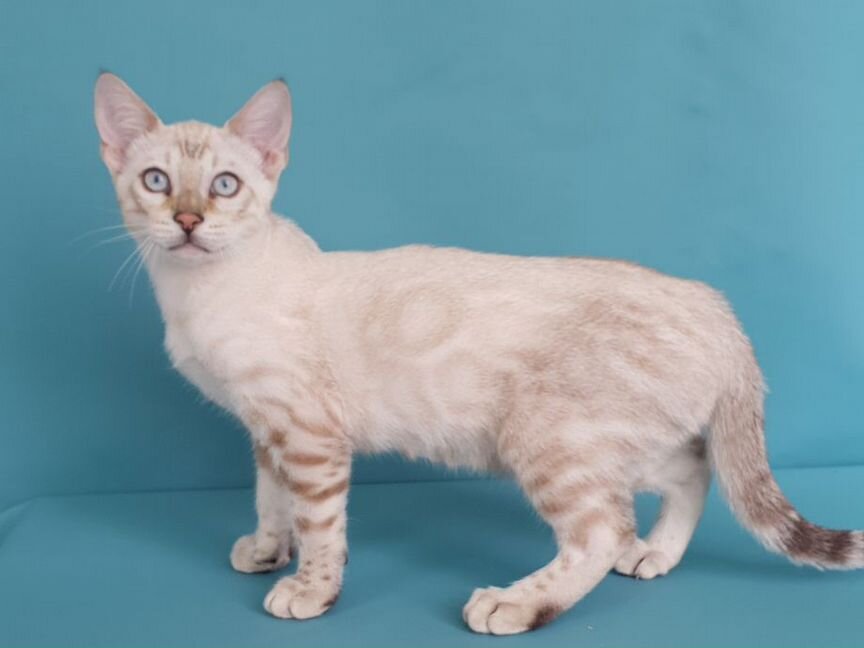 Котик линкс с голубыми глазами