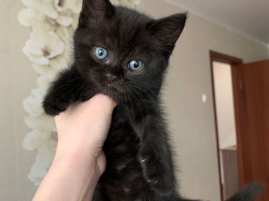 Котята, черного окраса