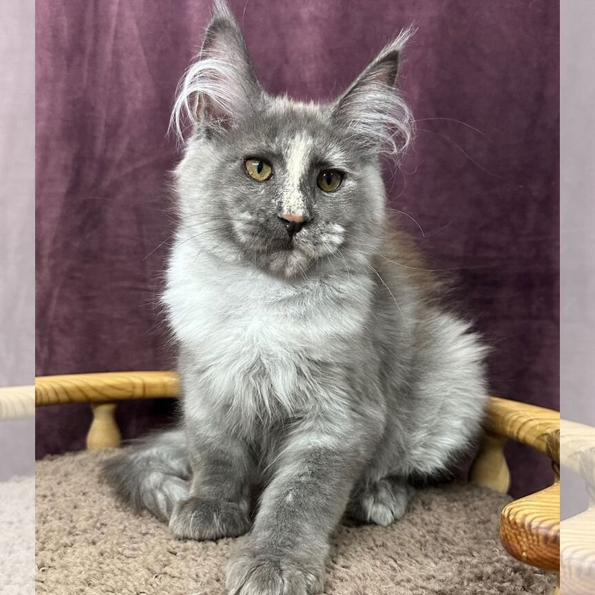 Мейн-кун котёнок