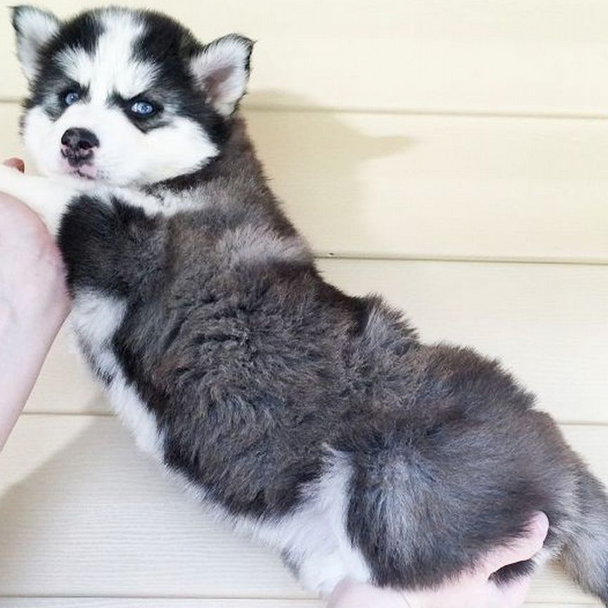 Прекрасные красавчики хаски