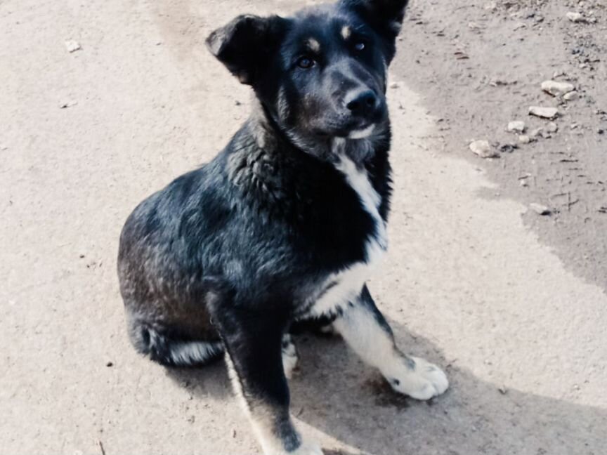 Щенок в добрые руки