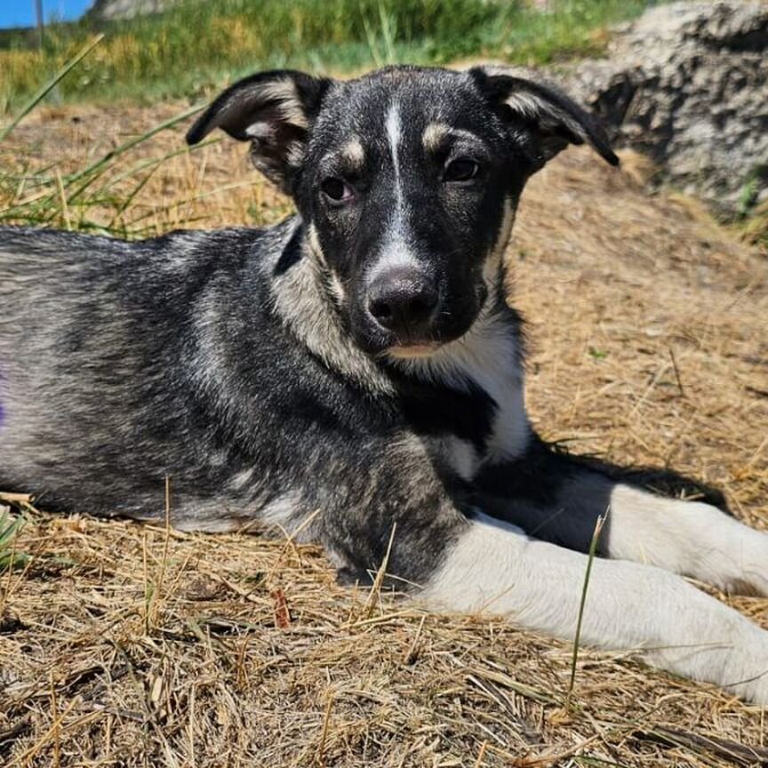 Хася подросток в дар