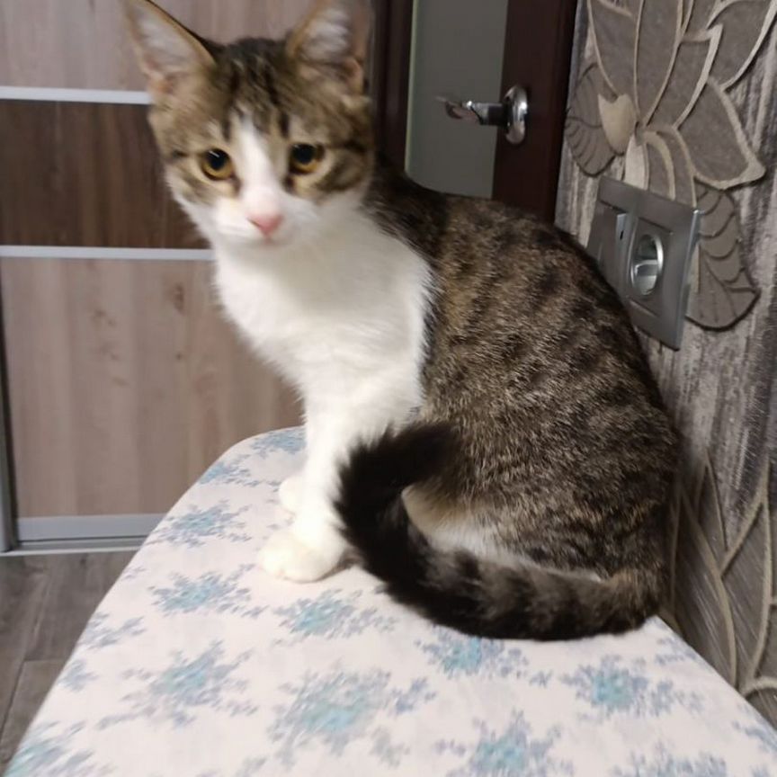 Котенок Серега в добрые руки