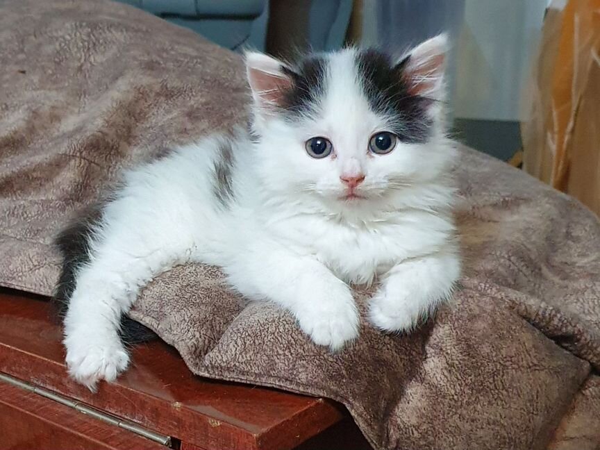 Отдам кошечку в добрые руки