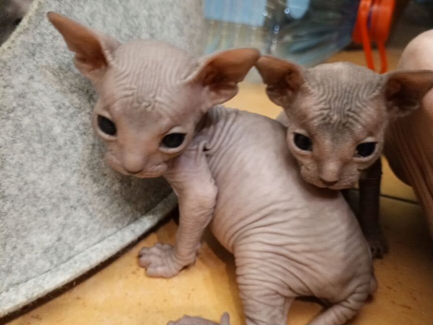 Донской сфинкс котята