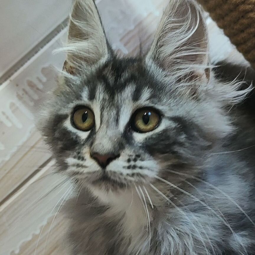 Котята мейн-кун