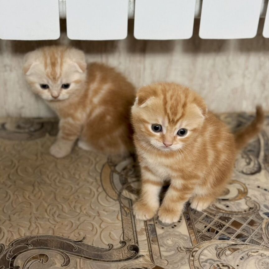 Шотландская