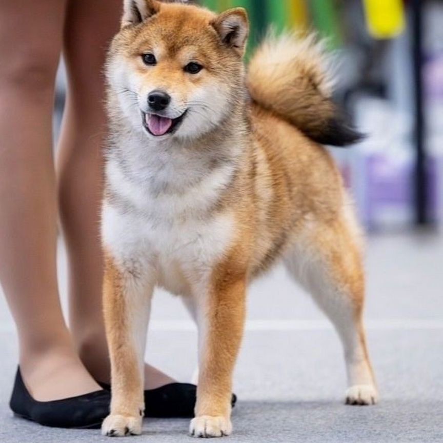 Сиба-ину, щенок