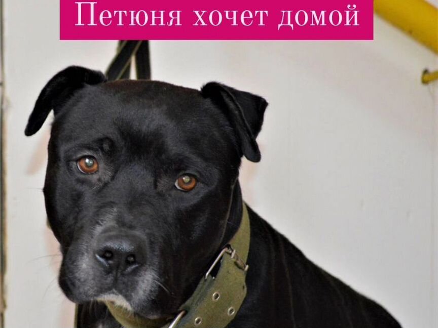 Питбуль фенотип в дар