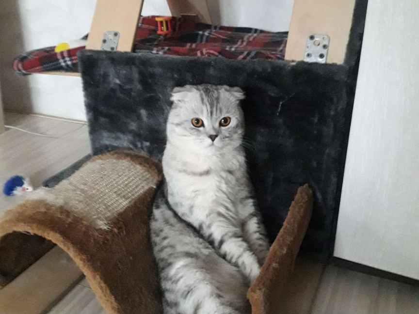 Вислоухий кот шотландец на вязку