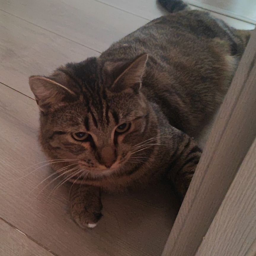 Взрослый кот в добрые руки