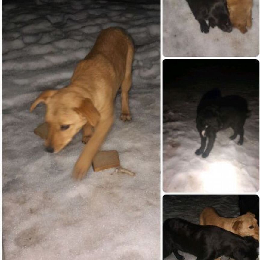 Щенок в добрые руки