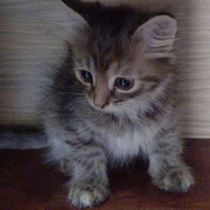 Котёнок девочка