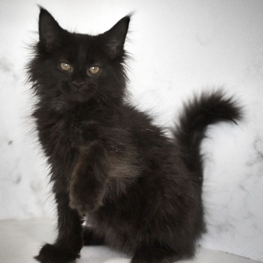 Мейн-кун котёнок