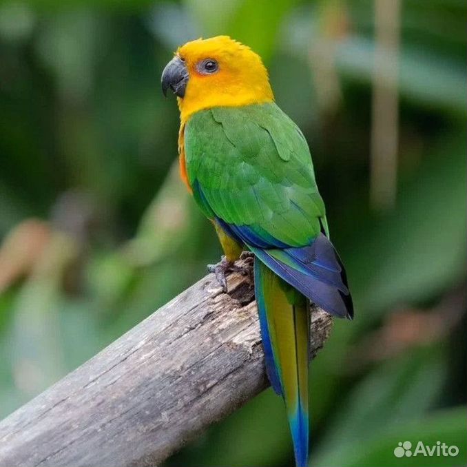 Аратинга Ендайя