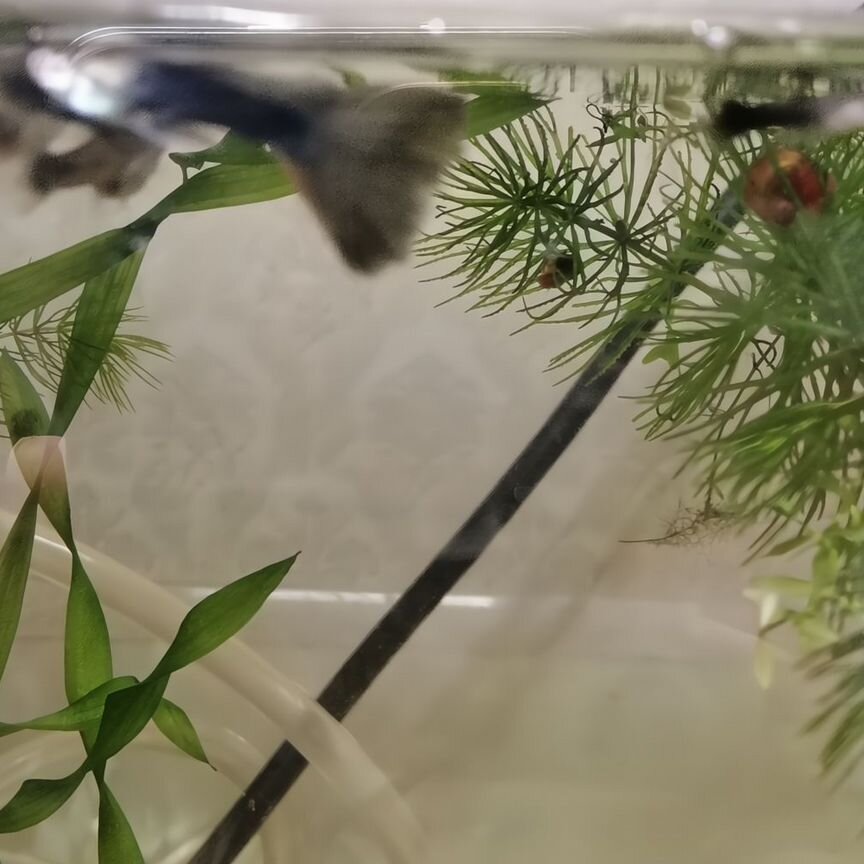 Гуппи черный принц