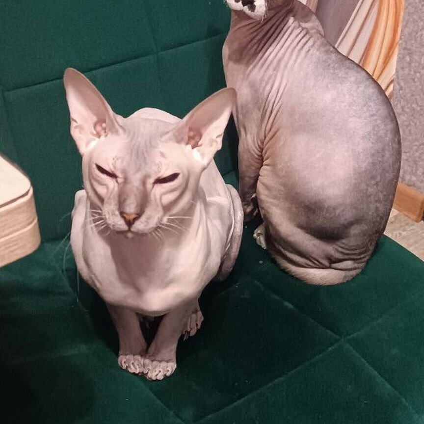 Канадский сфинкс, взрослый кот
