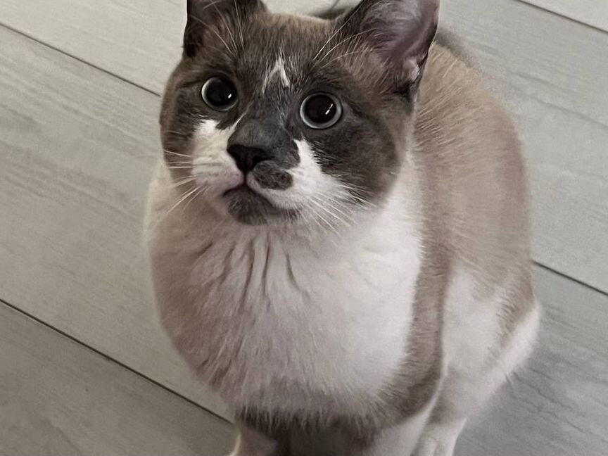 Котик в добрые и заботливые руки