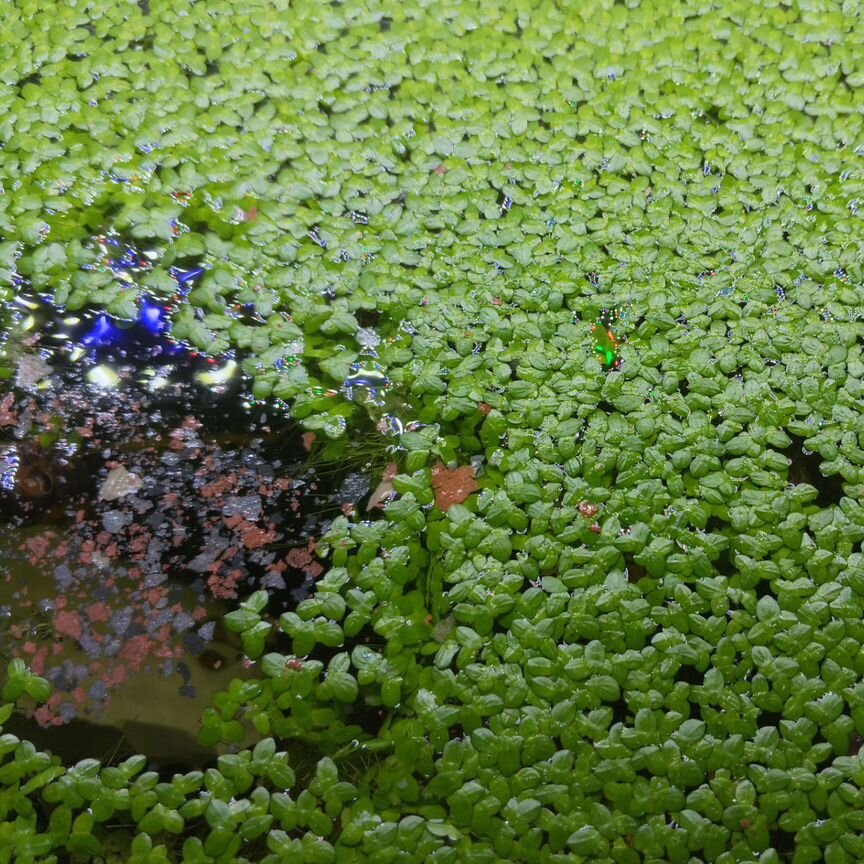 Ряска для аквариума