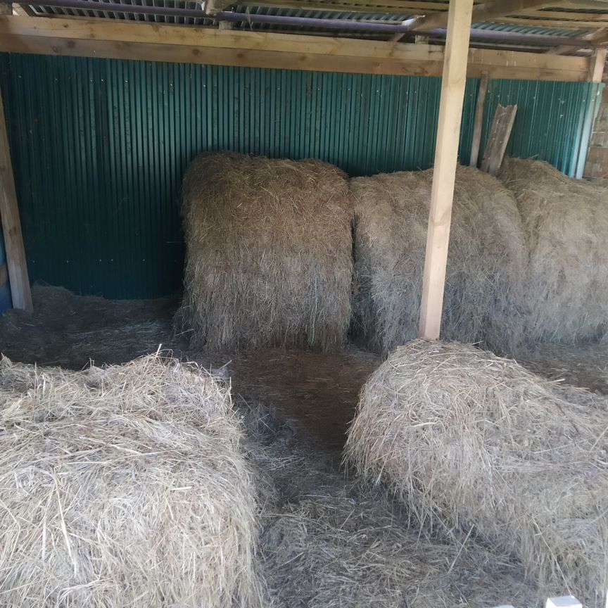 Продам сено в рулонах