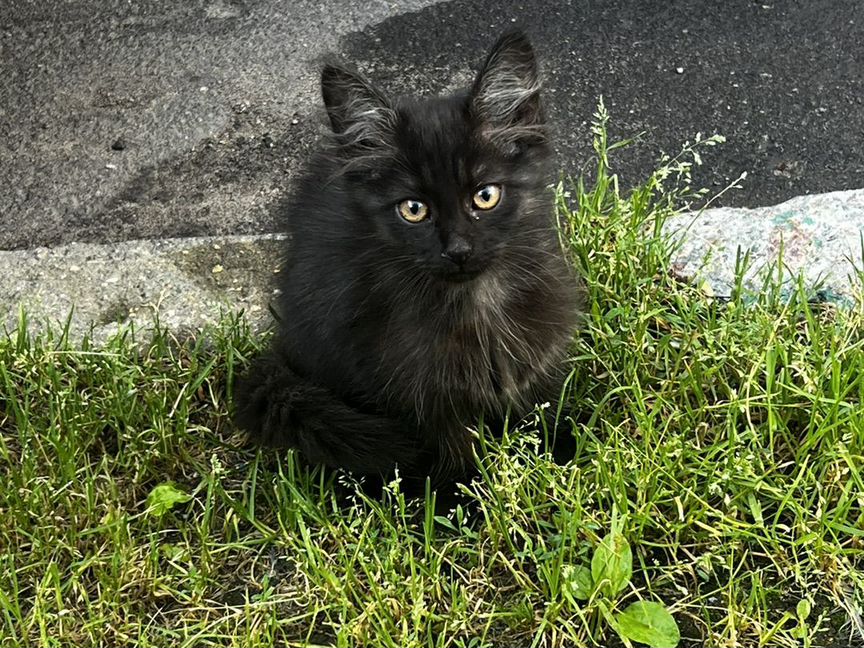 Котята ищут дом