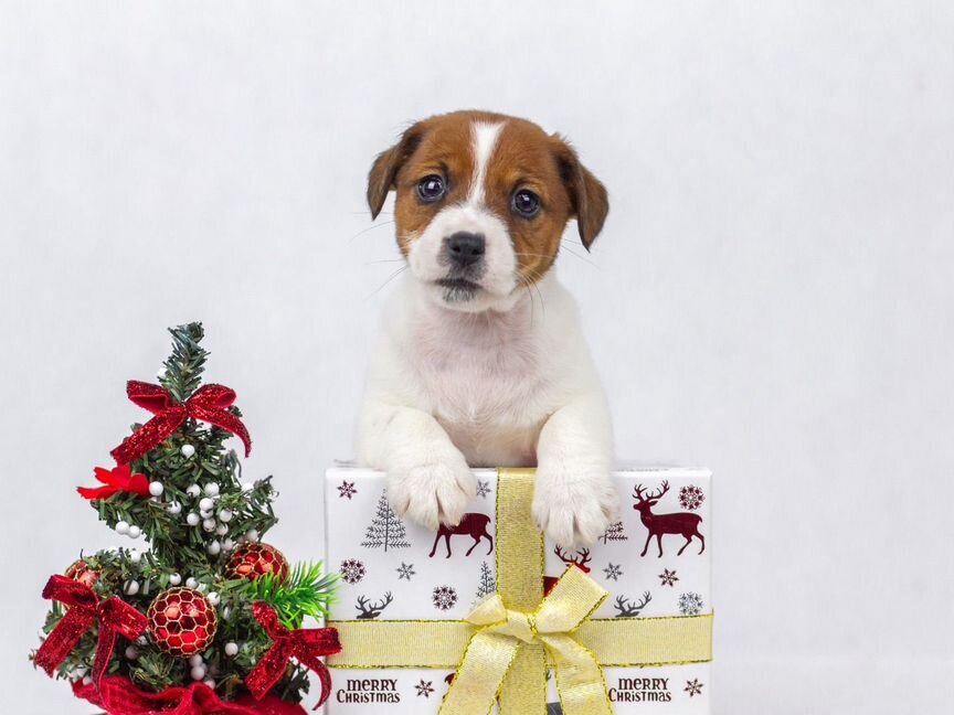 Высокопородные Мальчики Щенки Джек Рассел Терьер