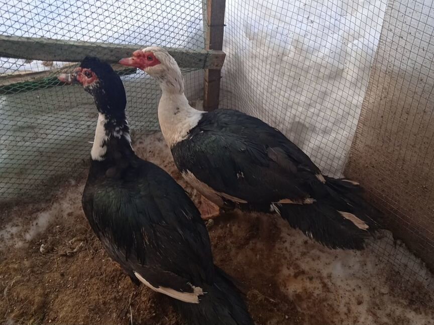 Домашняя птица