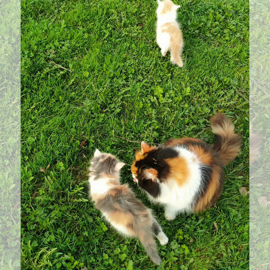 Котята ищут дом