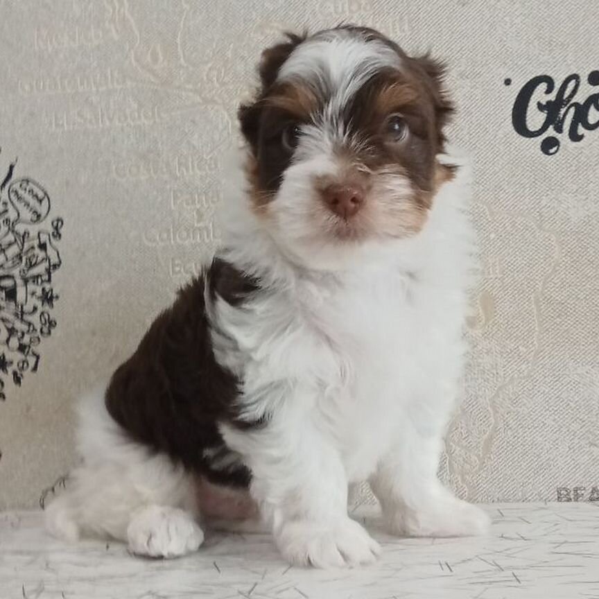 Бивер-йоркширский терьер, щенок