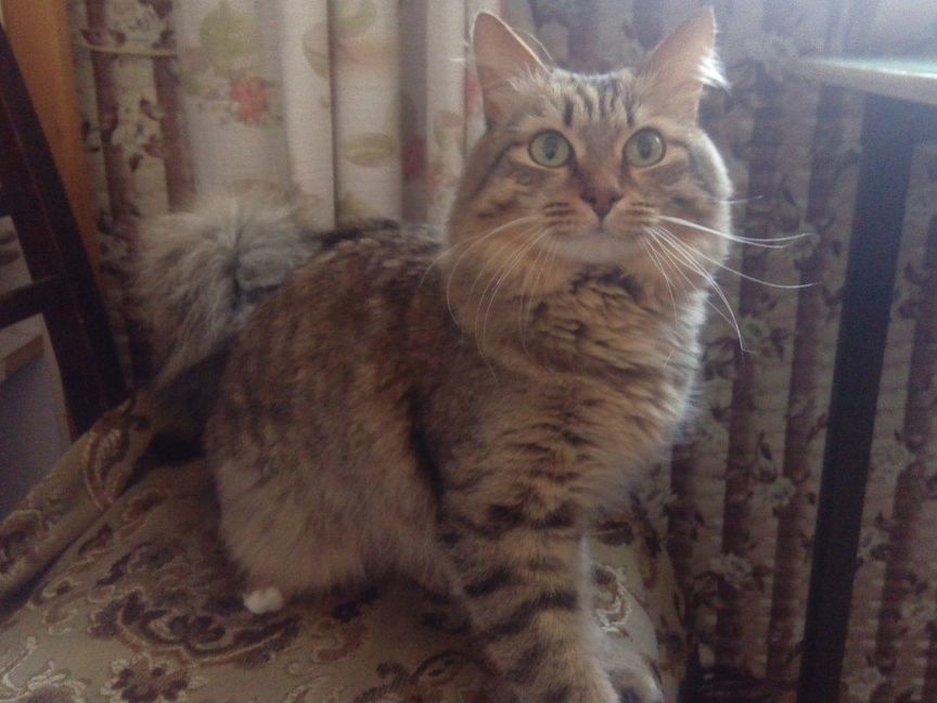 Кот-компаньон