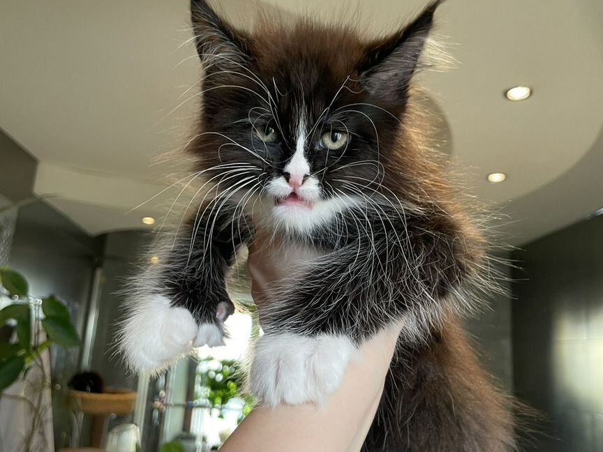 Котята мейн-кун девочка полидакт