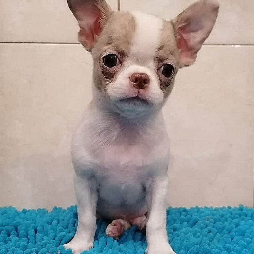 Мраморенок