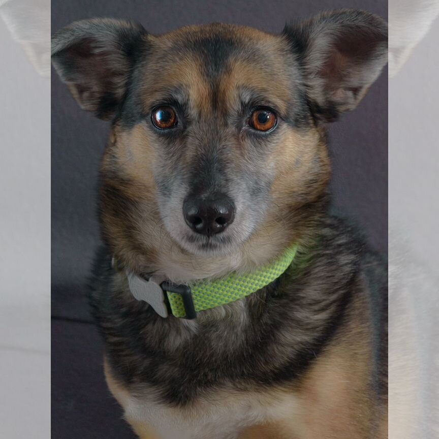 Малышка Руся в поисках дома