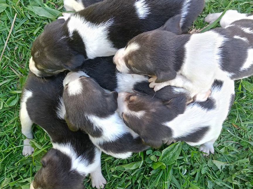 Кутята Русской пегой