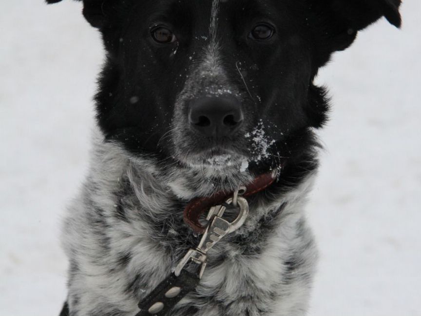 Пёс с трагической судьбой ещё надеется найти семью