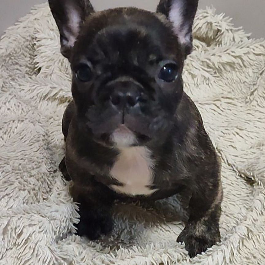 Французский бульдог