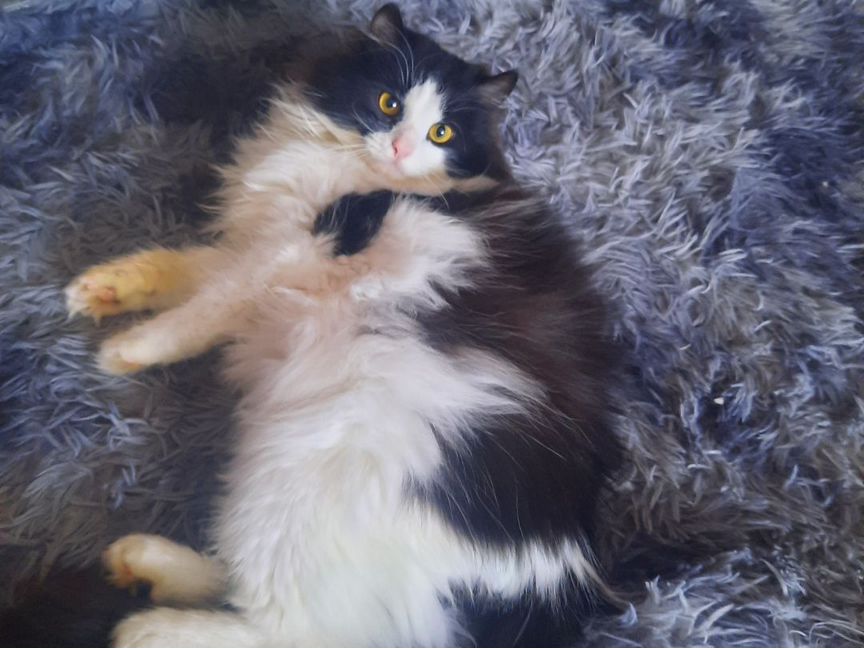 Котик в добрые руки бесплатно (кастрирован)